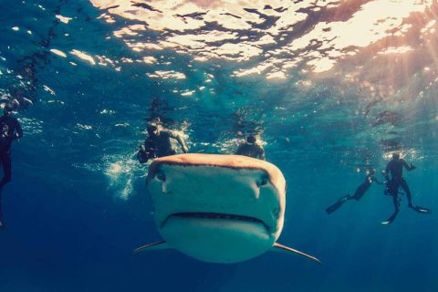 Shark Diving Photo Packages | Videos with Sharks | Keys Shark Diving