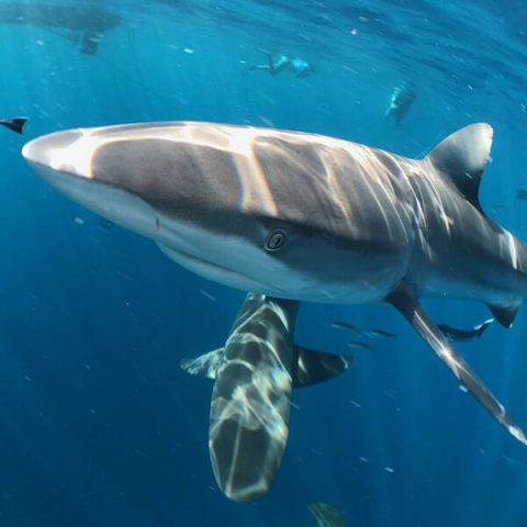 Meet the Sharks of the Florida Keys | Keys Shark Diving Tours